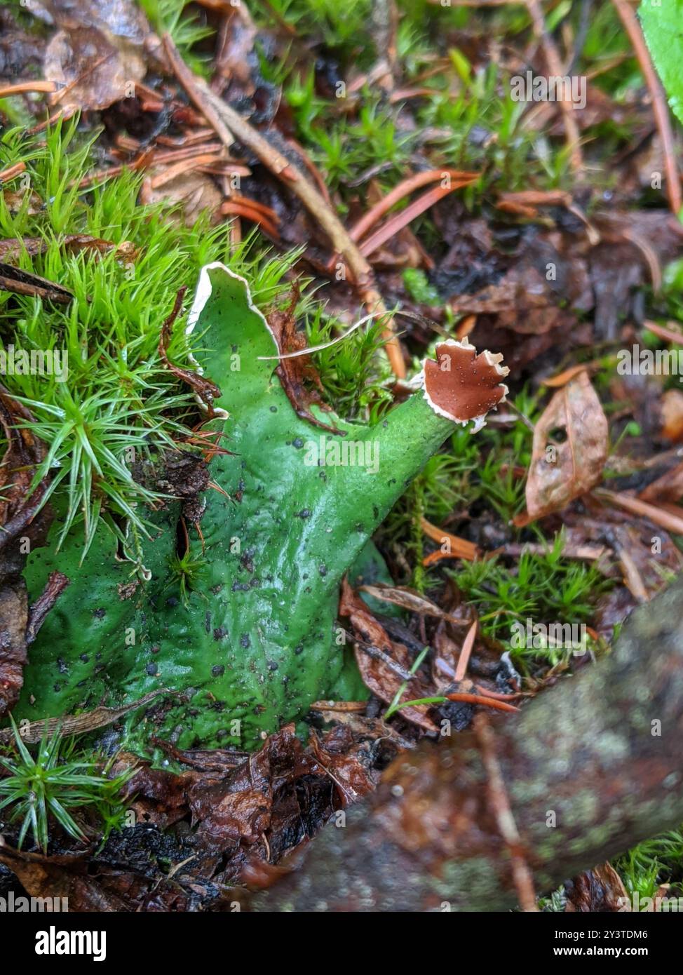 freckled pelt lichen (Peltigera aphthosa) Fungi Stock Photo - Alamy