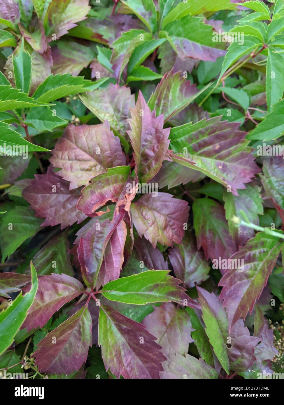 thicket creeper (Parthenocissus inserta) Plantae Stock Photo - Alamy