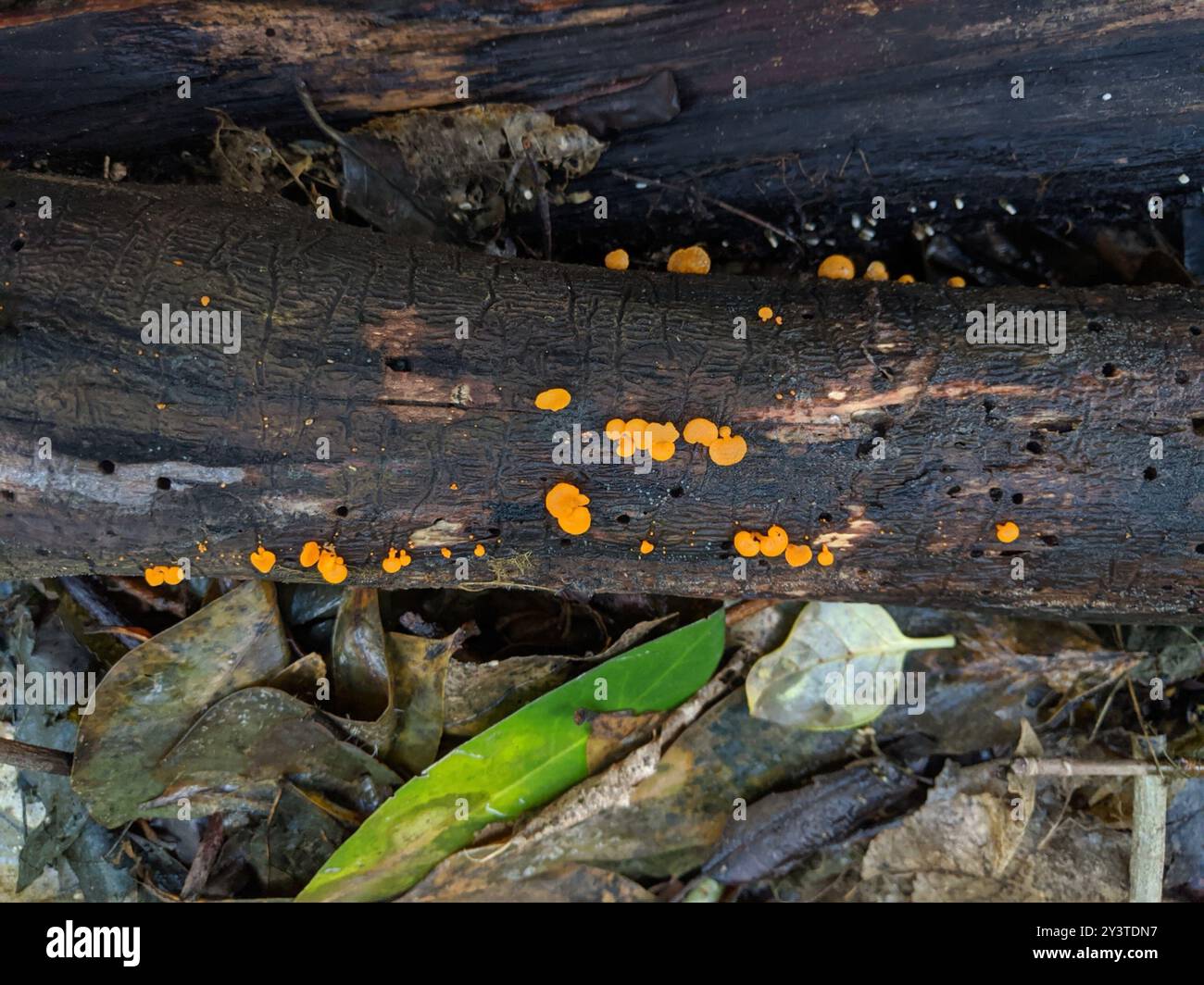 orange pore fungus (Favolaschia claudopus) Fungi Stock Photo - Alamy