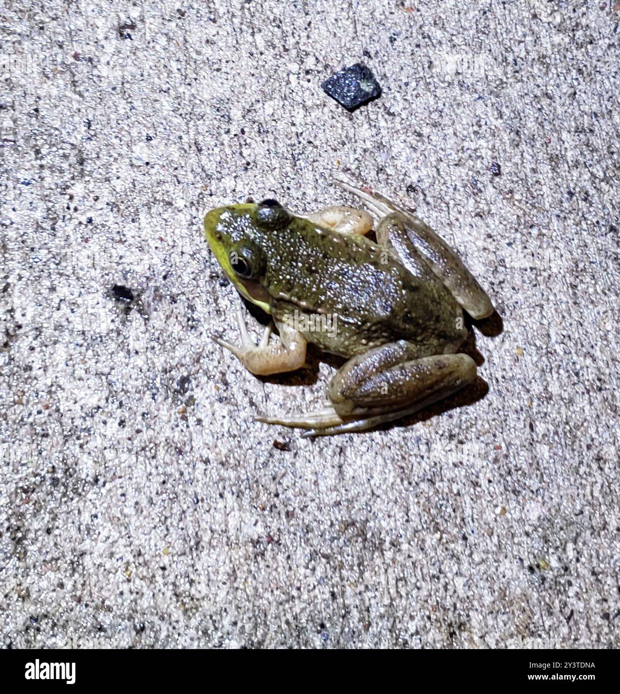 Green Frog (Lithobates clamitans) Amphibia Stock Photo - Alamy