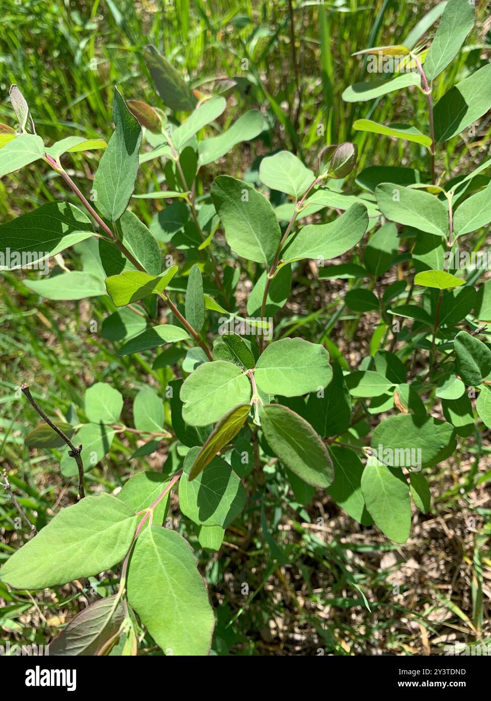 dogbane family (Apocynaceae) Plantae Stock Photo - Alamy