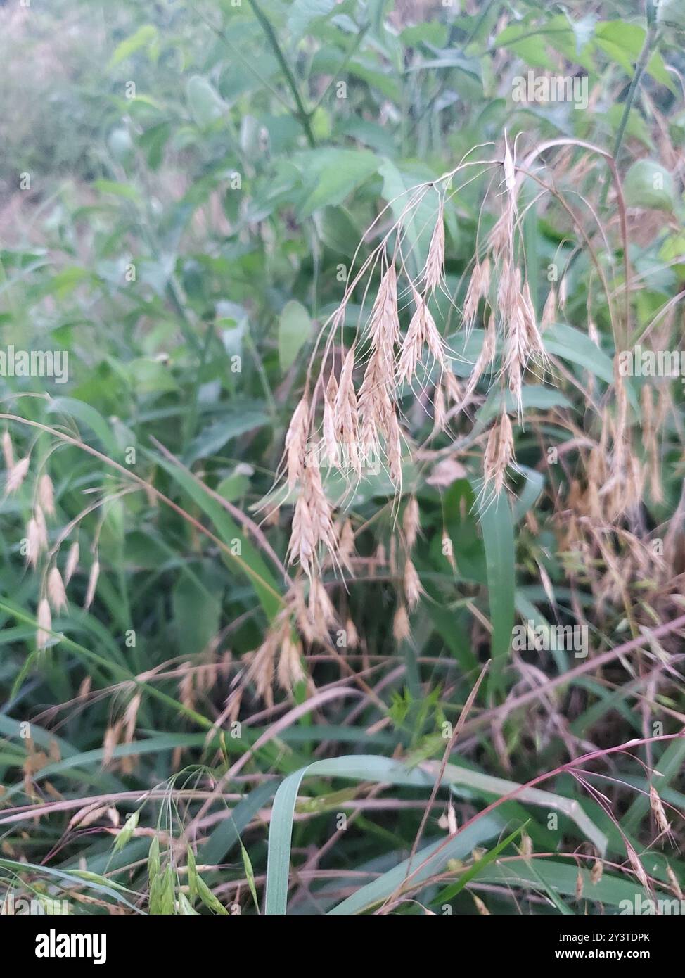 Japanese brome (Bromus japonicus) Plantae Stock Photo - Alamy