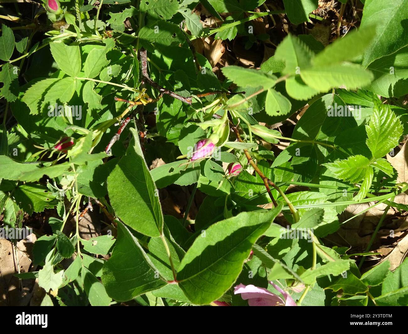 smooth rose (Rosa blanda) Plantae Stock Photo - Alamy