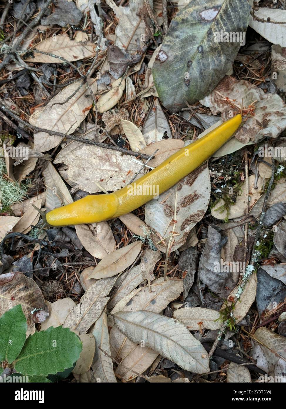 California Banana Slug (Ariolimax californicus) Mollusca Stock Photo ...
