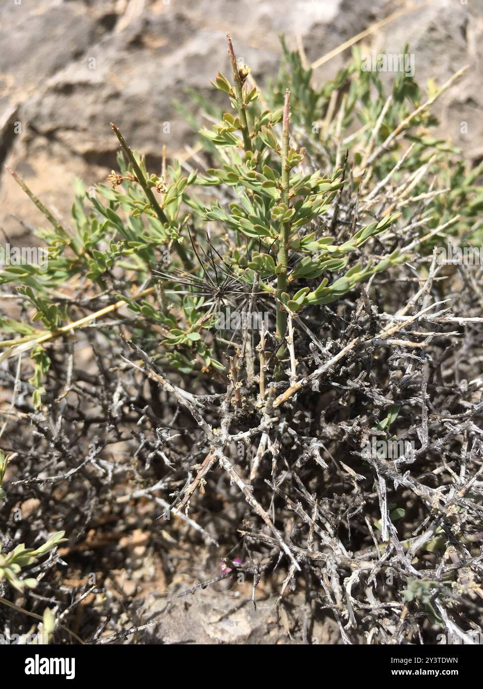 Spiny Greasebush (Glossopetalon spinescens) Plantae Stock Photo - Alamy