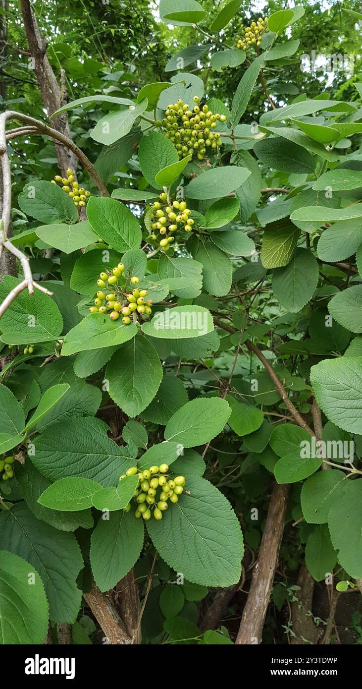 Wayfaring-tree (Viburnum lantana) Plantae Stock Photo - Alamy