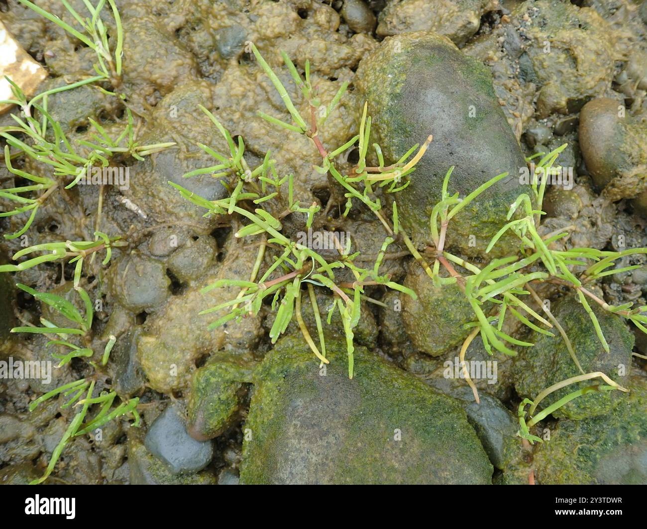 canada sand-spurry (Spergularia canadensis) Plantae Stock Photo - Alamy