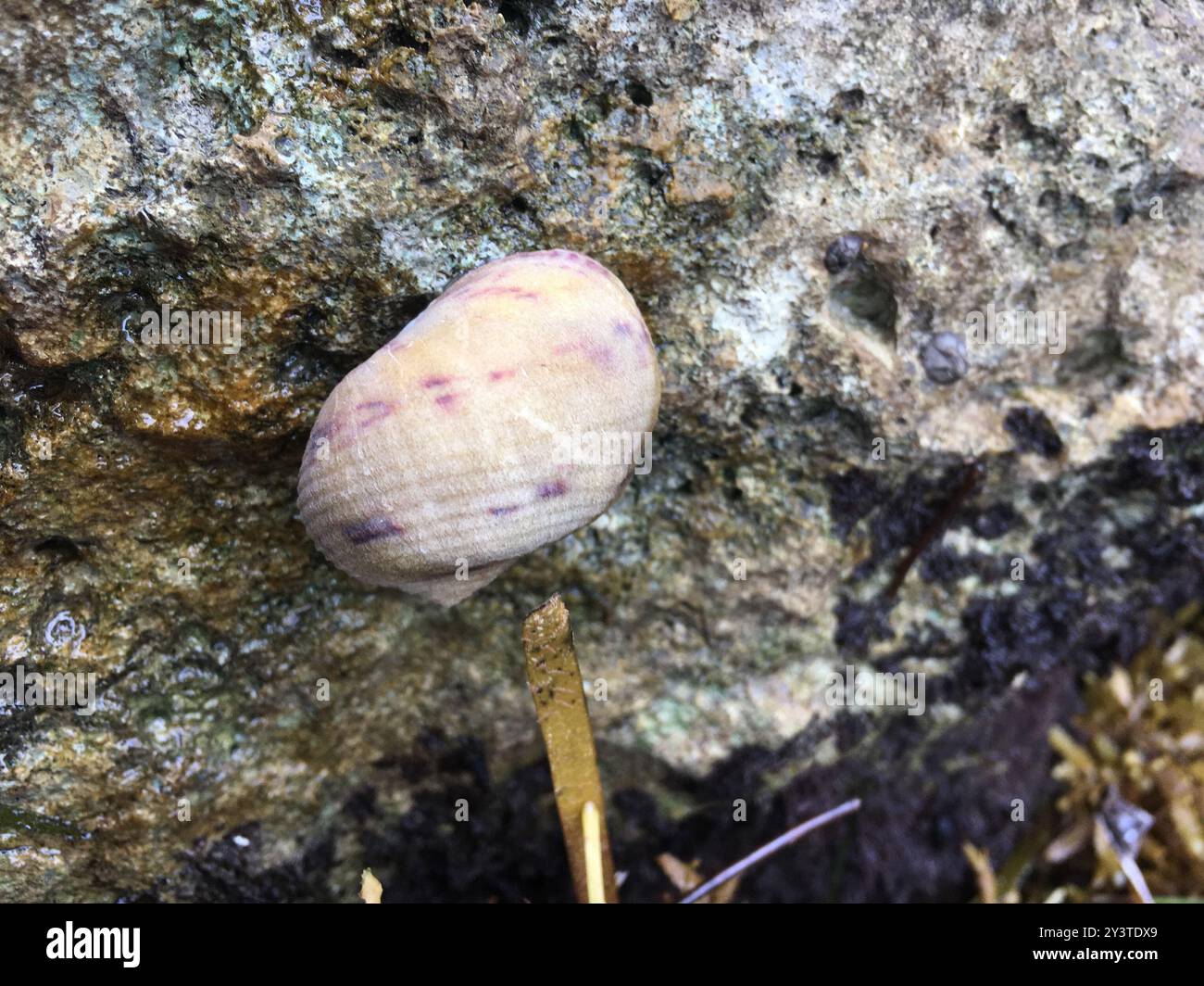 Bleeding Tooth Nerite (Nerita peloronta) Mollusca Stock Photo - Alamy