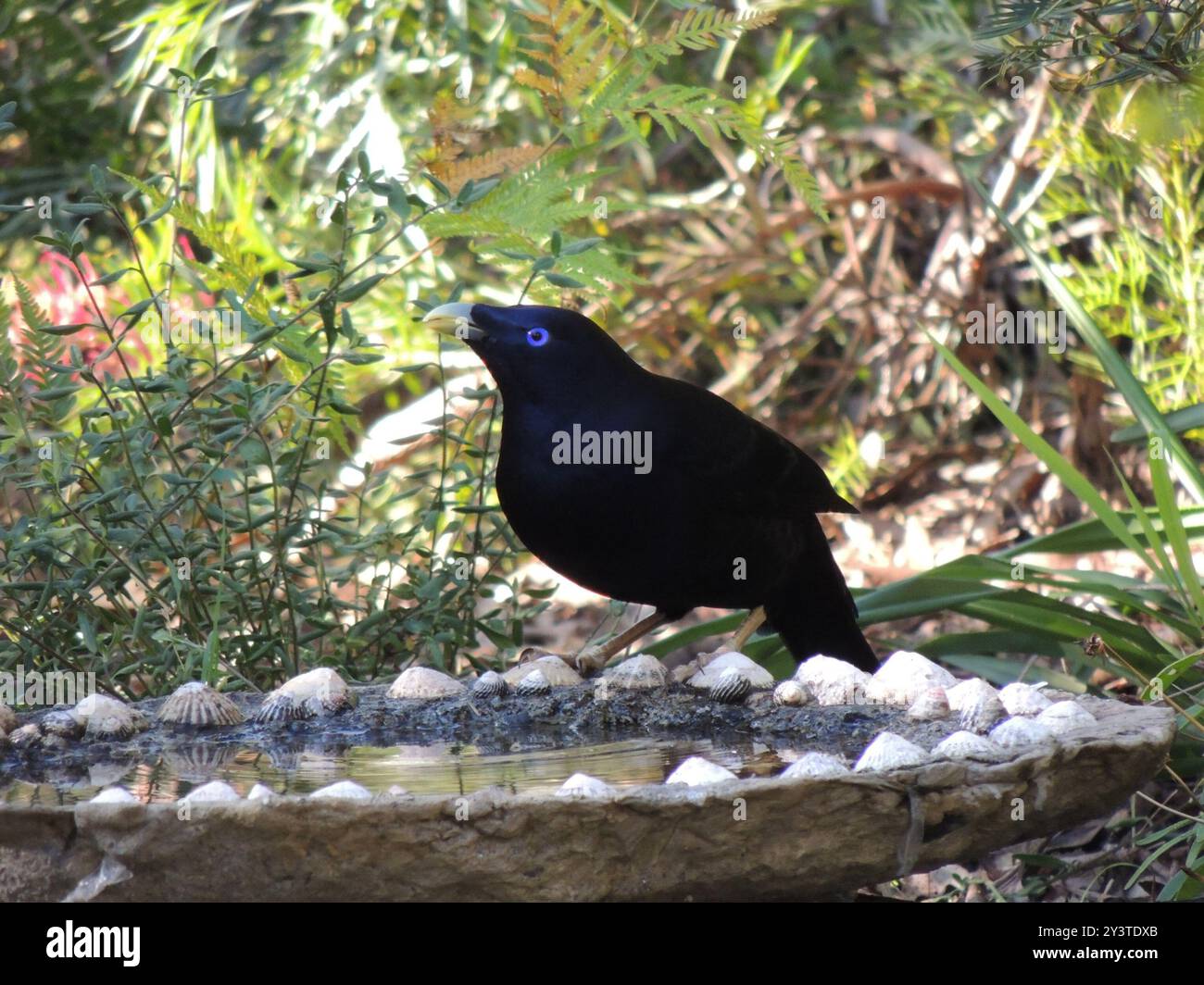 Satin Bowerbird (Ptilonorhynchus violaceus) Aves Stock Photo - Alamy