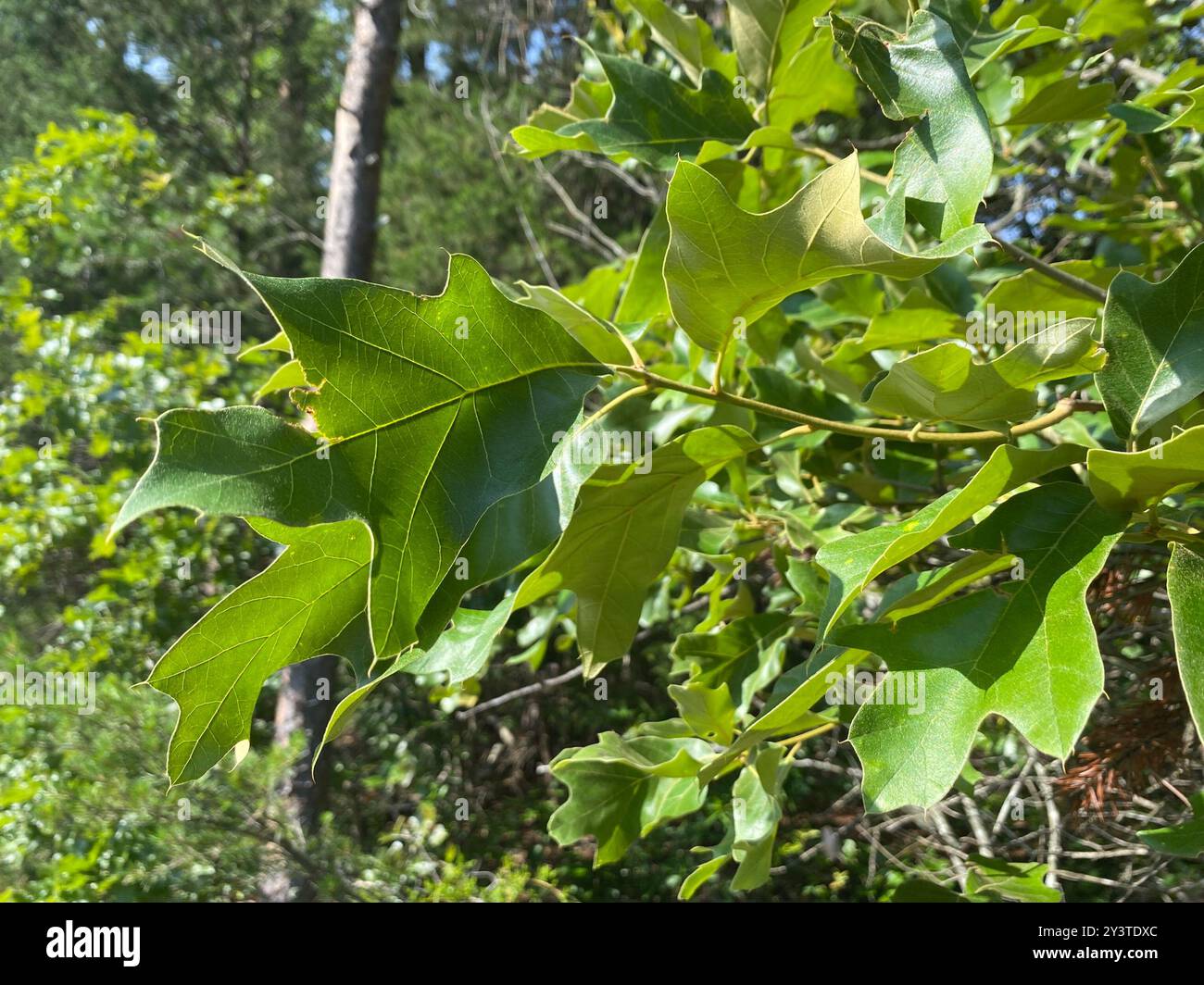 southern red oak (Quercus falcata) Plantae Stock Photo - Alamy