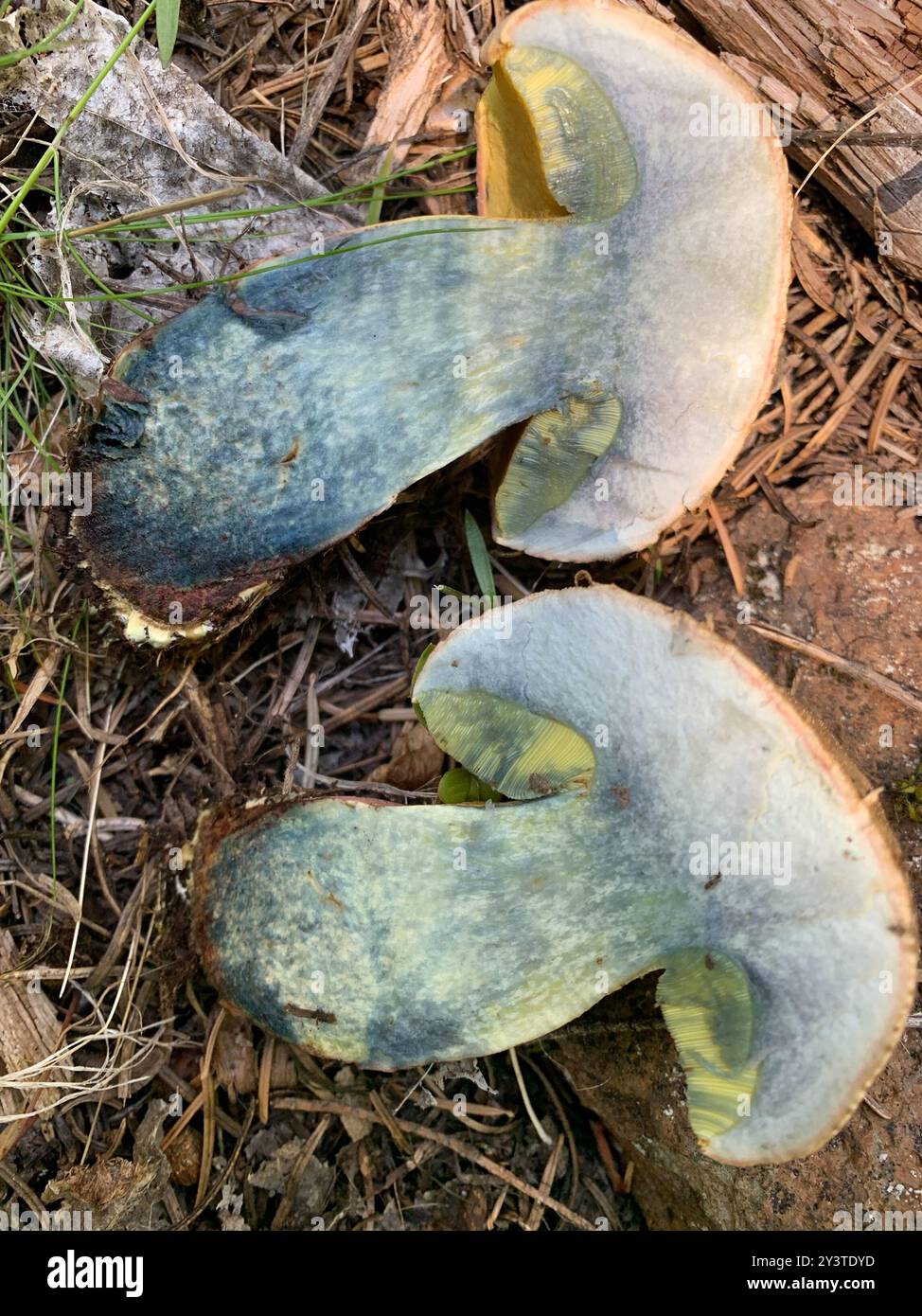 western bitter bolete (Caloboletus rubripes) Fungi Stock Photo - Alamy