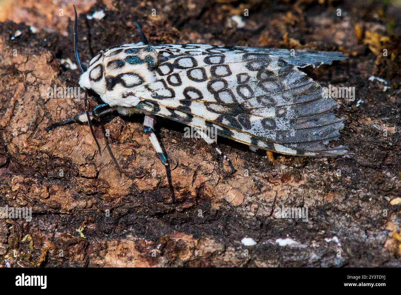 Giant Leopard Moth (Hypercompe scribonia) Insecta Stock Photo - Alamy
