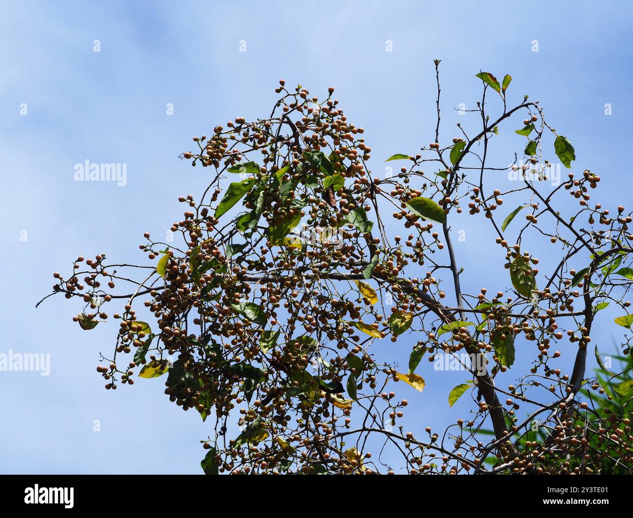 Clammy Cherry (Cordia dichotoma) Plantae Stock Photo - Alamy