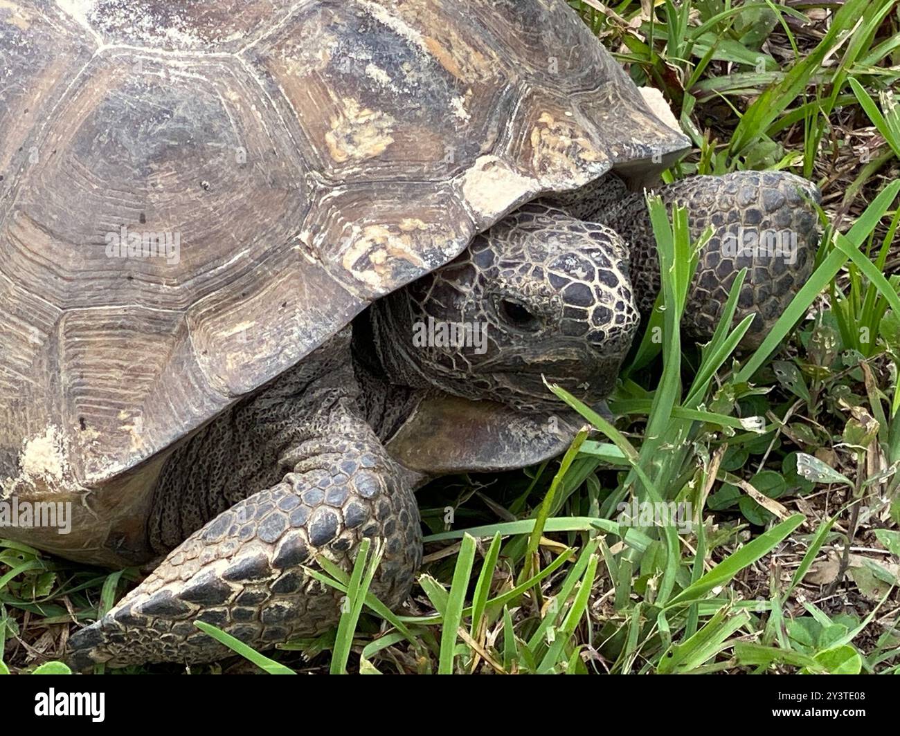 Gopher Tortoise (Gopherus polyphemus) Reptilia Stock Photo - Alamy