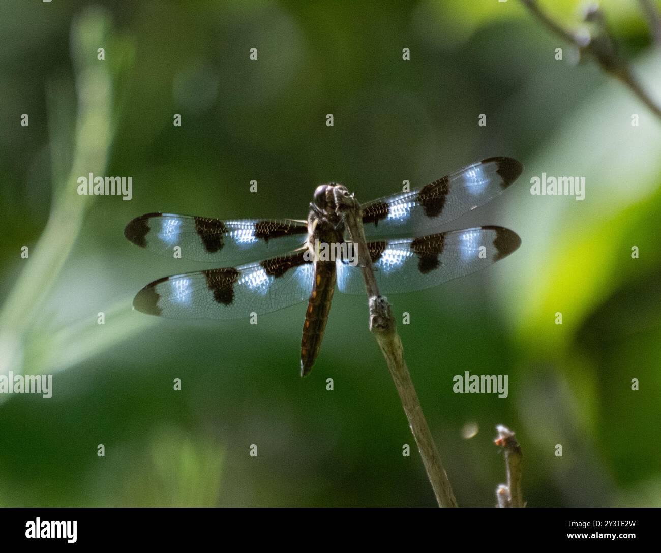 Twelve-spotted Skimmer (Libellula pulchella) Insecta Stock Photo - Alamy