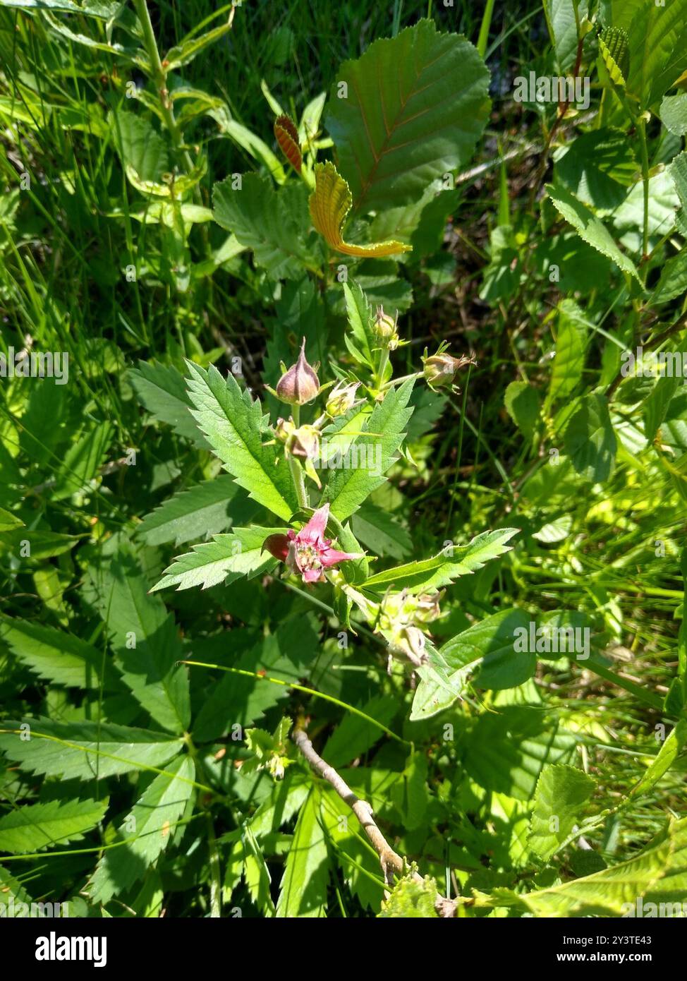marsh cinquefoil (Comarum palustre) Plantae Stock Photo - Alamy