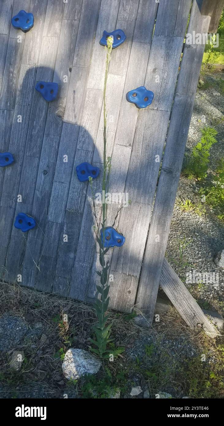 mustard family (Brassicaceae) Plantae Stock Photo - Alamy
