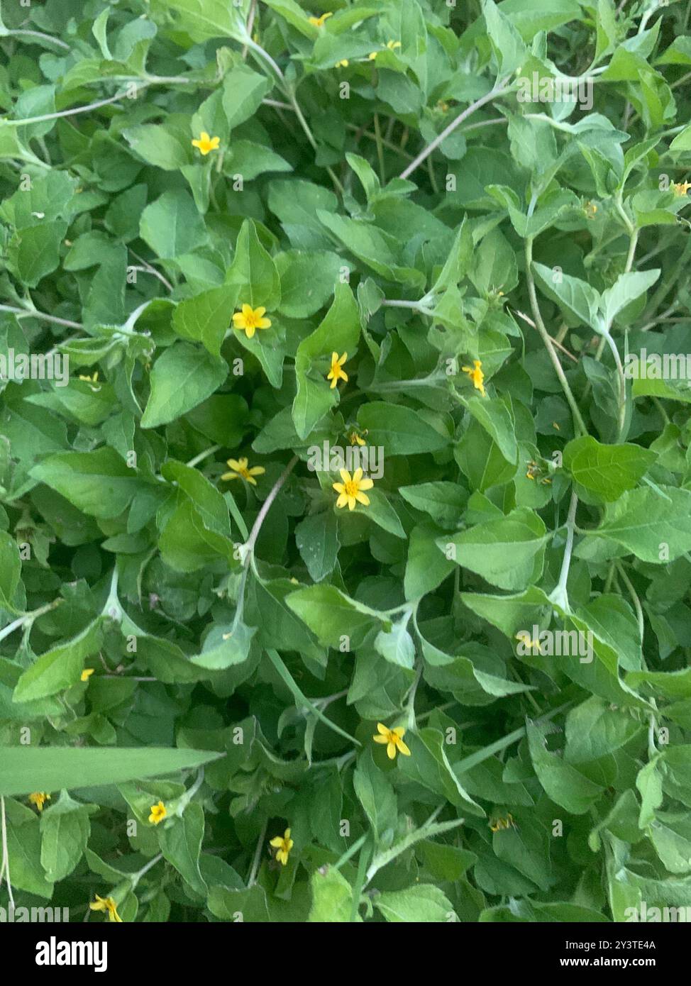 straggler daisy (Calyptocarpus vialis) Plantae Stock Photo - Alamy