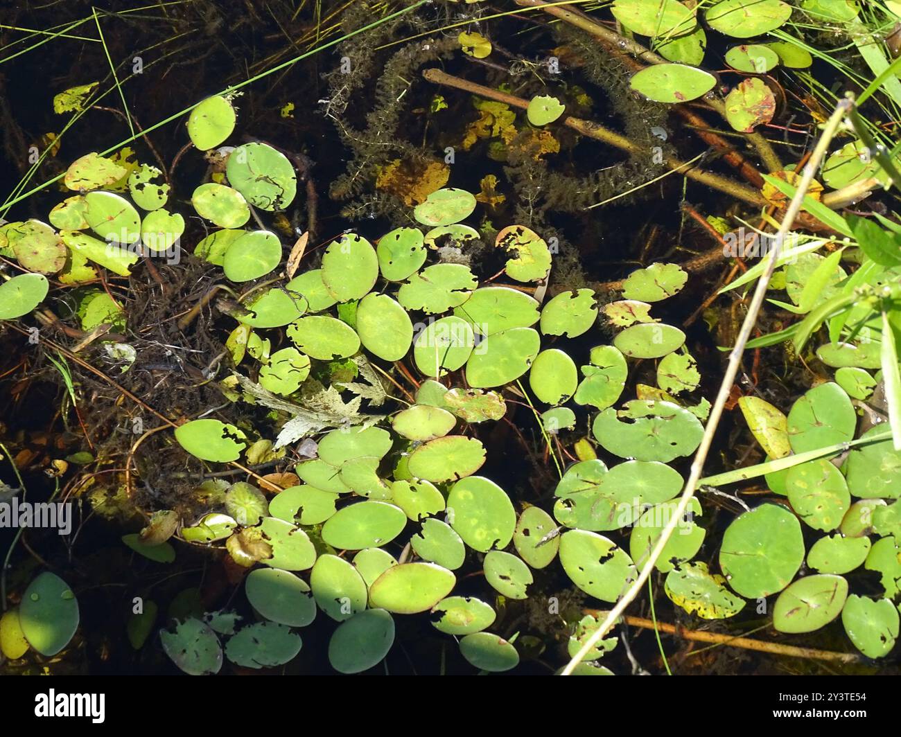 Watershield (Brasenia schreberi) Plantae Stock Photo - Alamy