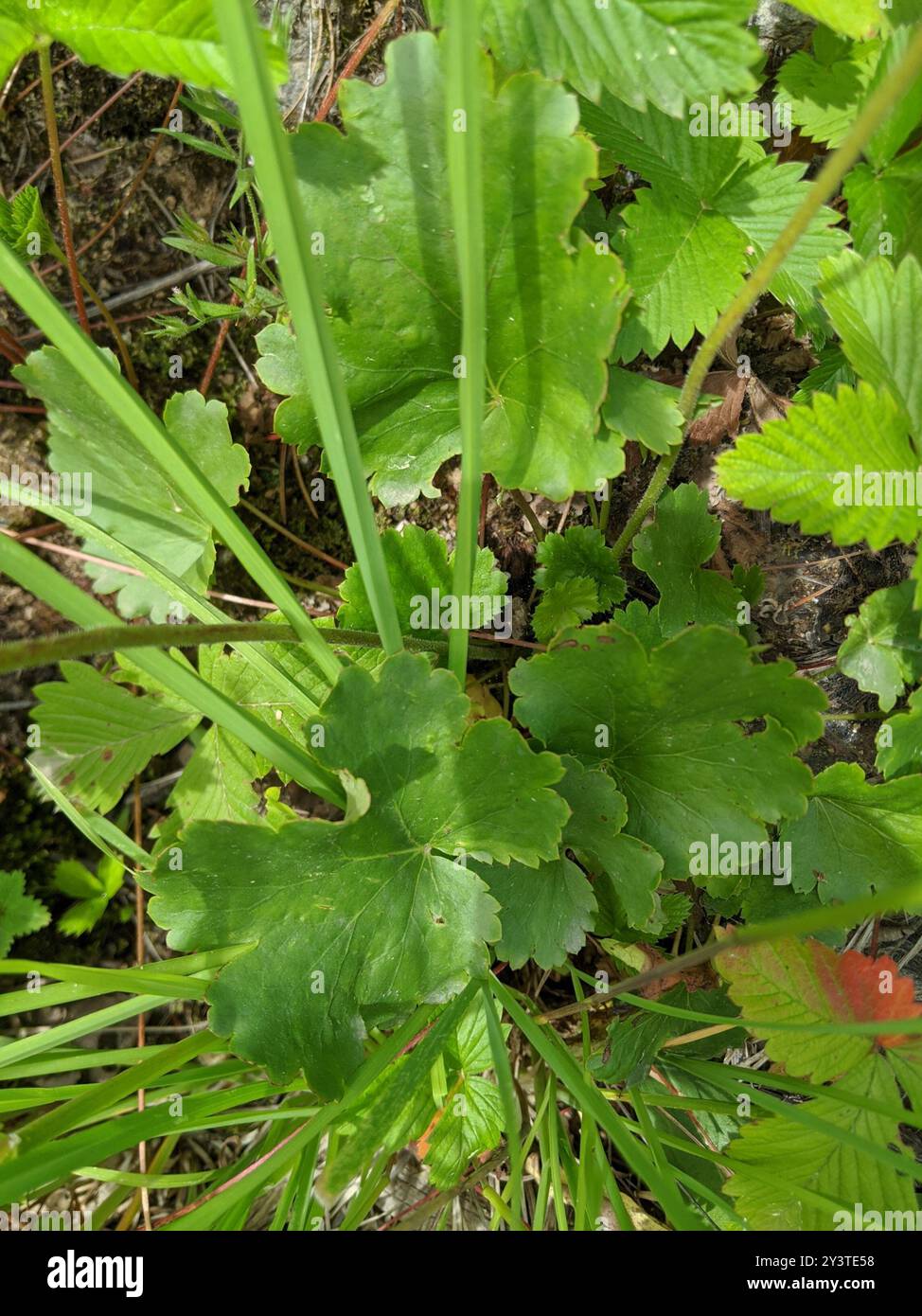 roundleaf alumroot (Heuchera cylindrica) Plantae Stock Photo - Alamy