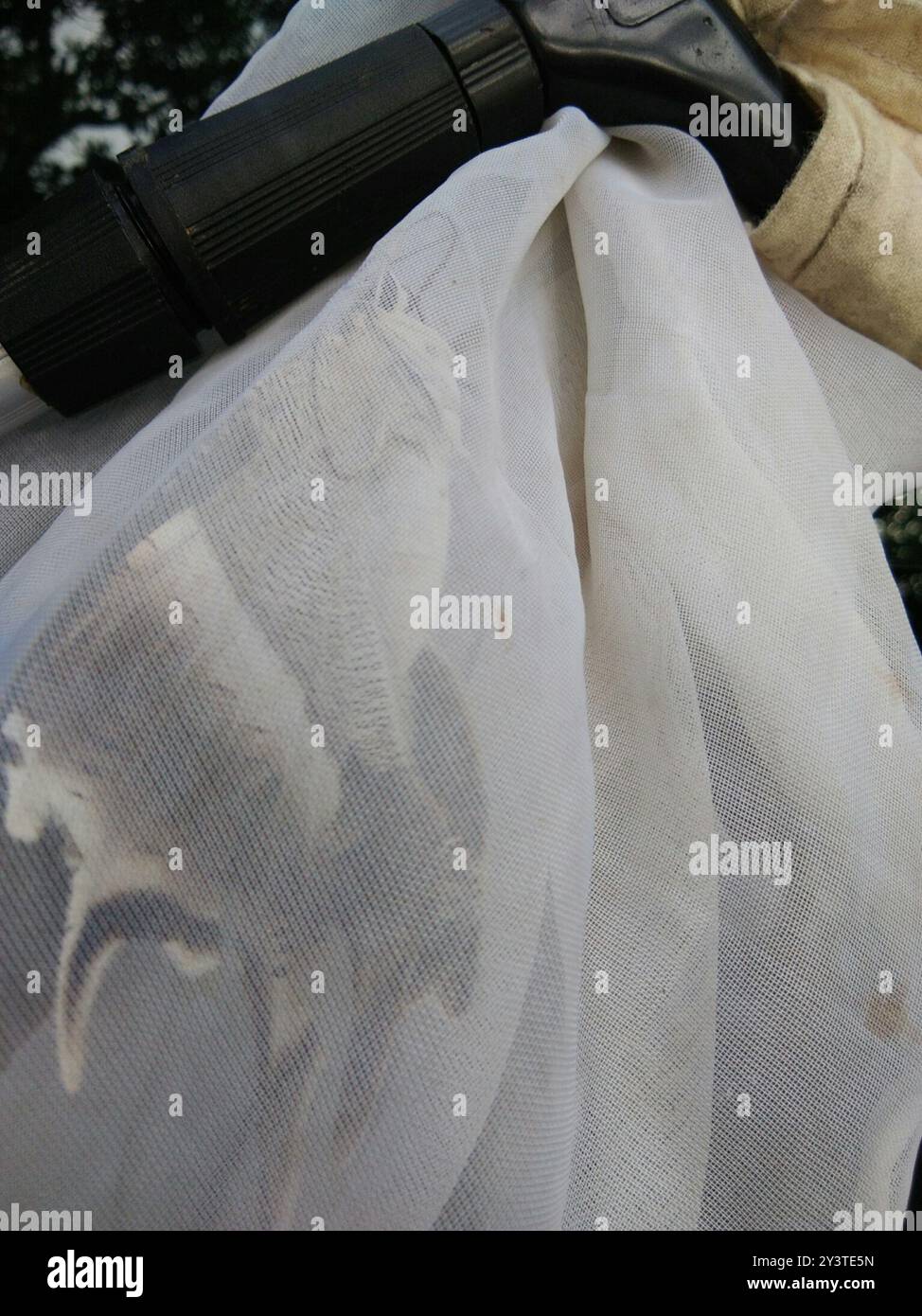 Tropical Swallowtail Moth (Lyssa zampa) Insecta Stock Photo - Alamy