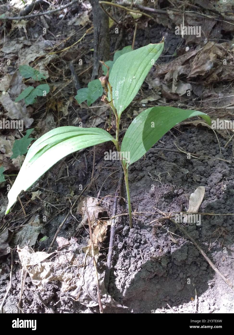 Broad-leaved helleborine (Epipactis helleborine) Plantae Stock Photo ...