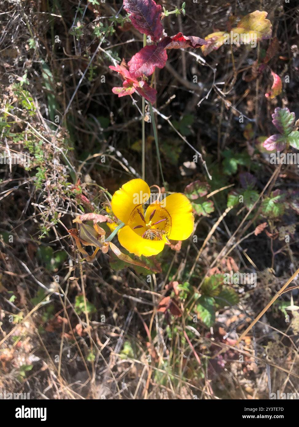 Clubhair Mariposa Lily (Calochortus clavatus) Plantae Stock Photo - Alamy