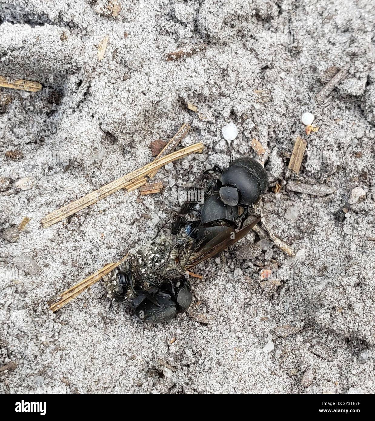 Dung Rollers (Canthon) Insecta Stock Photo - Alamy