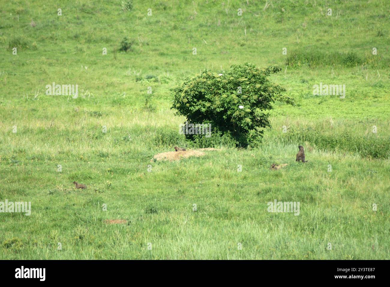 Bobak marmota bobak hi-res stock photography and images - Alamy
