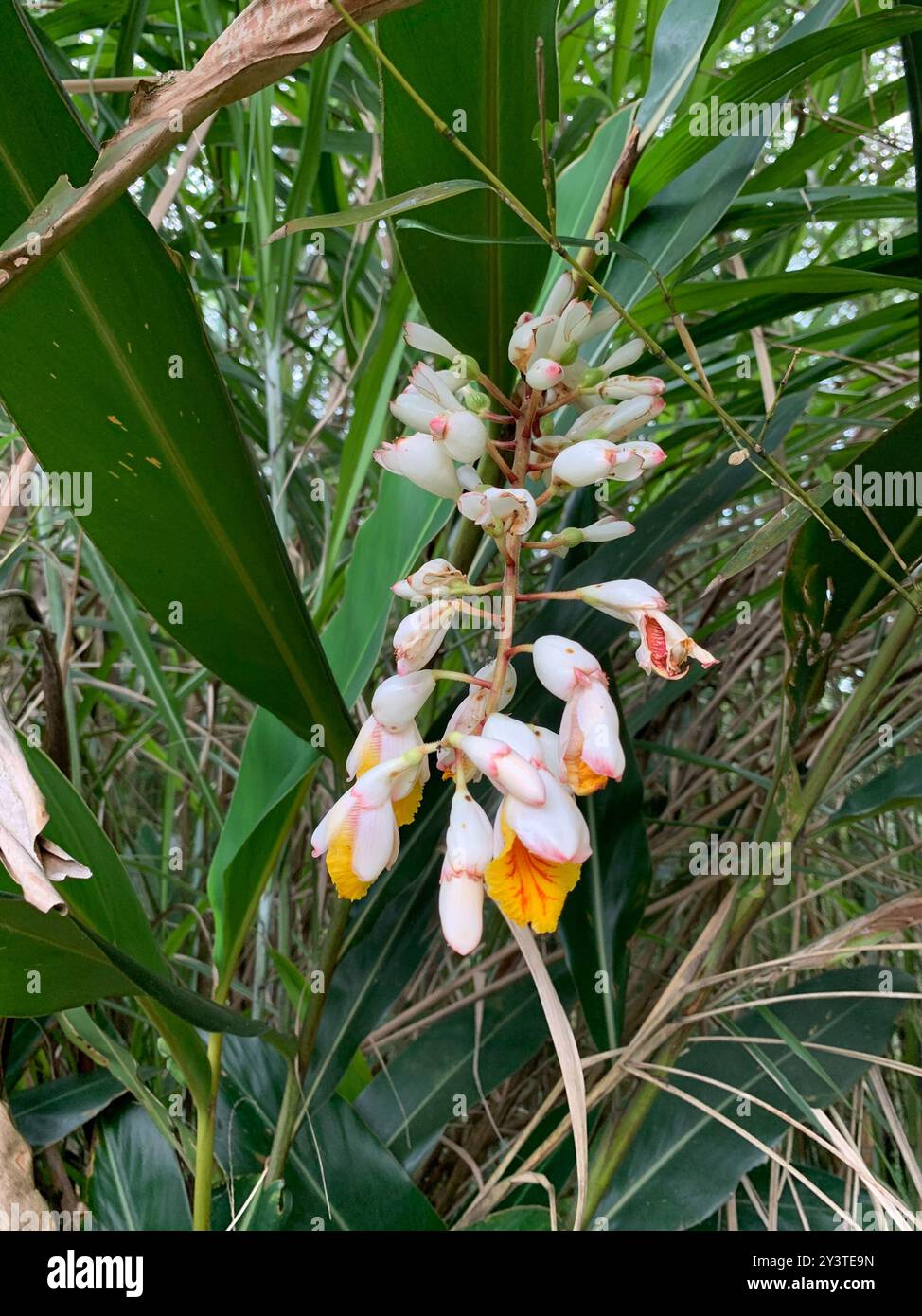 Shell ginger (Alpinia zerumbet) Plantae Stock Photo - Alamy