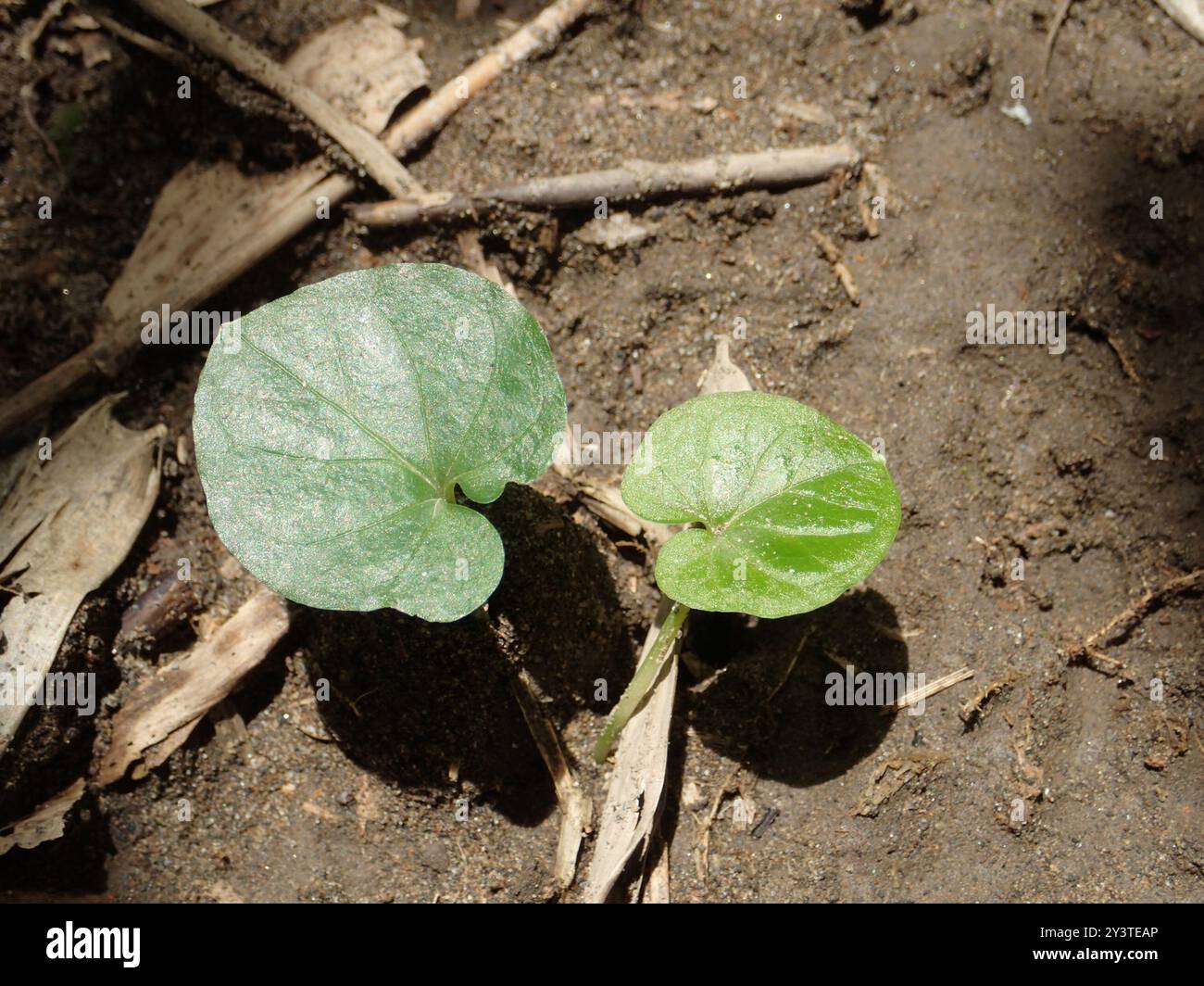 Divaricate Typhonium (Typhonium blumei) Plantae Stock Photo - Alamy