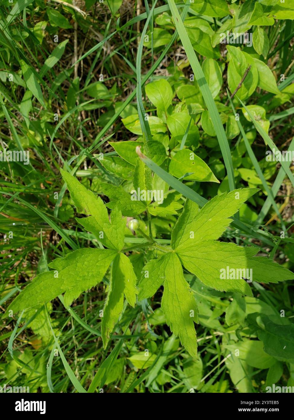 tall thimbleweed (Anemone virginiana) Plantae Stock Photo - Alamy
