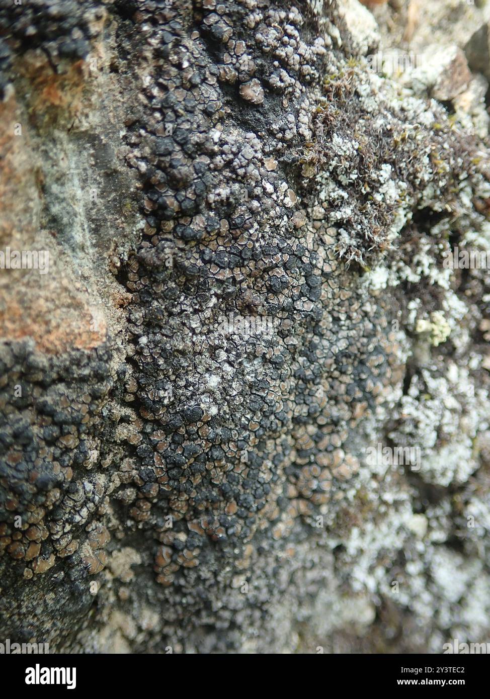 (Lecidea fuscoatra) Fungi Stock Photo - Alamy