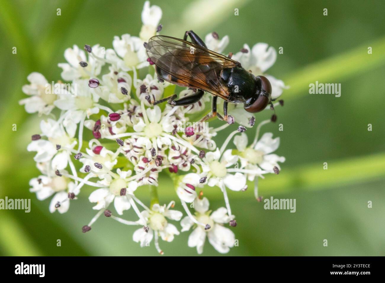 Tooth-thighed Hoverfly (Tropidia scita) Insecta Stock Photo - Alamy