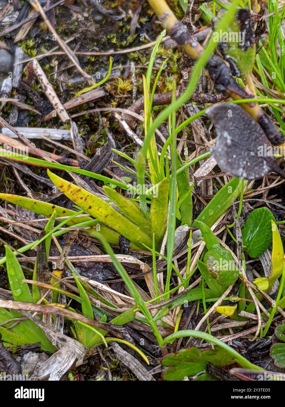 Sticky False Asphodel (Triantha glutinosa) Plantae Stock Photo - Alamy