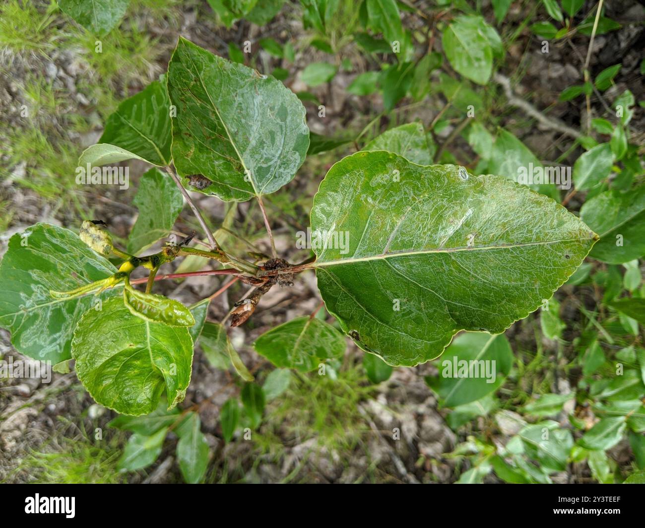 black cottonwood (Populus trichocarpa) Plantae Stock Photo - Alamy