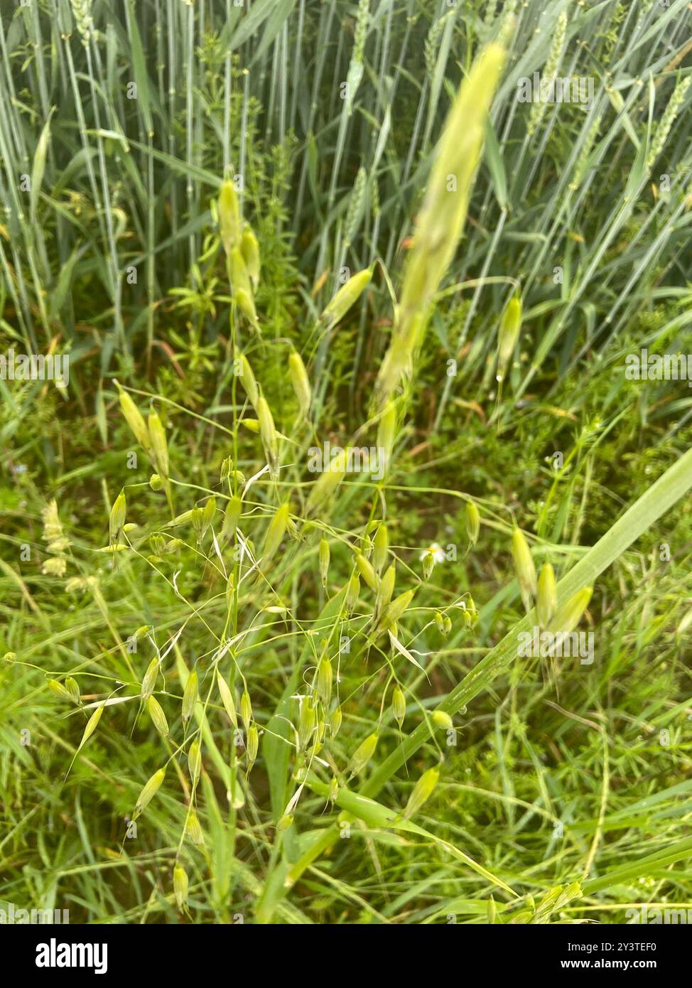 wild oat (Avena fatua) Plantae Stock Photo - Alamy