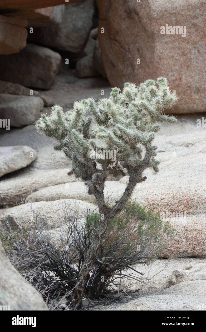 Silver Cholla (Cylindropuntia echinocarpa) Plantae Stock Photo - Alamy