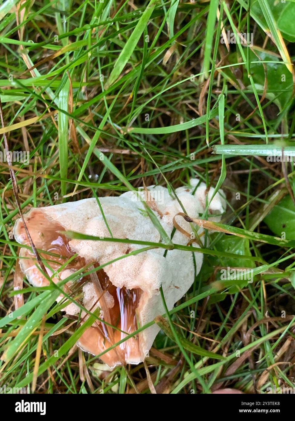 Blushing Rosette (Abortiporus biennis) Fungi Stock Photo - Alamy