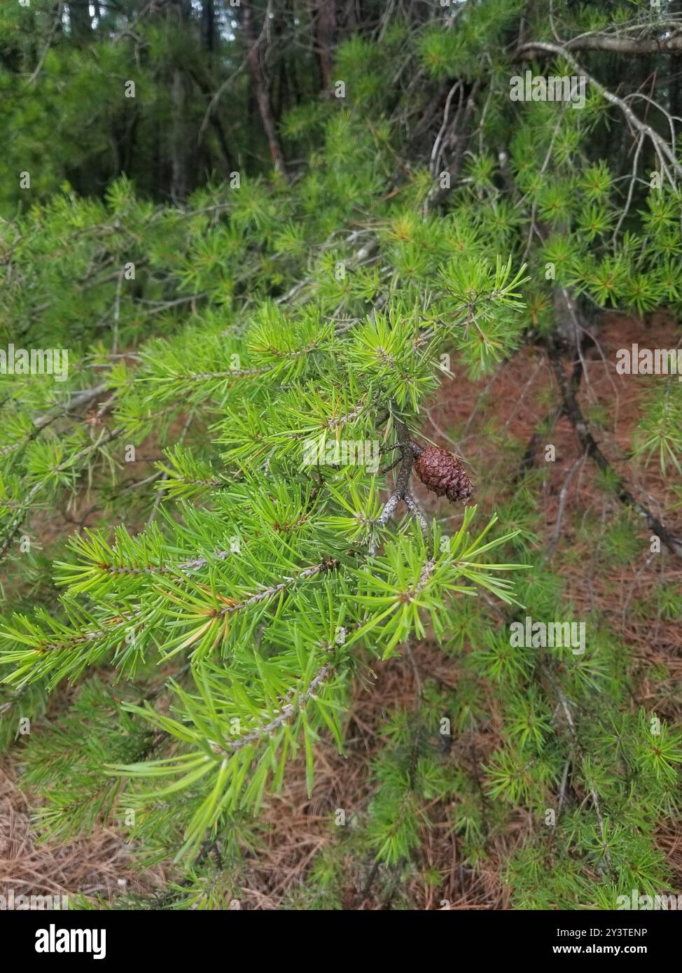 Virginia pine (Pinus virginiana) Plantae Stock Photo - Alamy