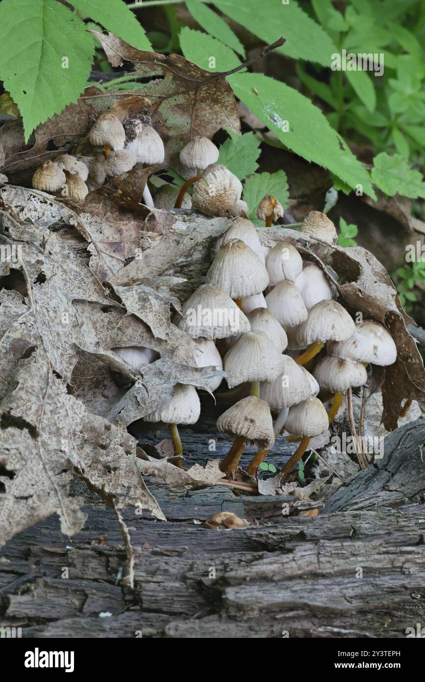 clustered bonnet (Mycena inclinata) Fungi Stock Photo - Alamy