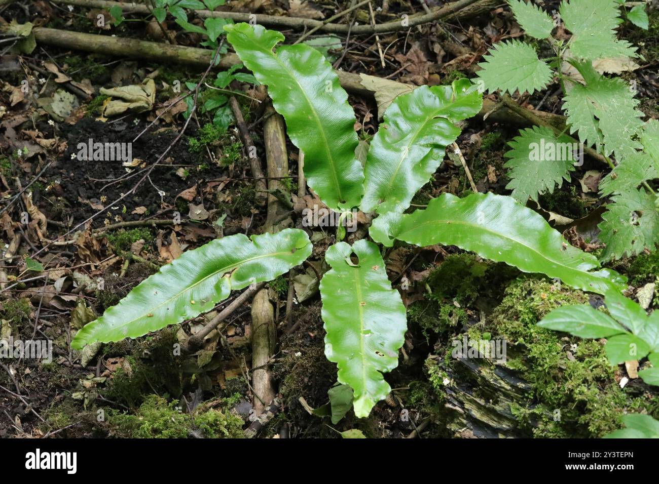 Hart's-tongue fern (Asplenium scolopendrium) Plantae Stock Photo - Alamy
