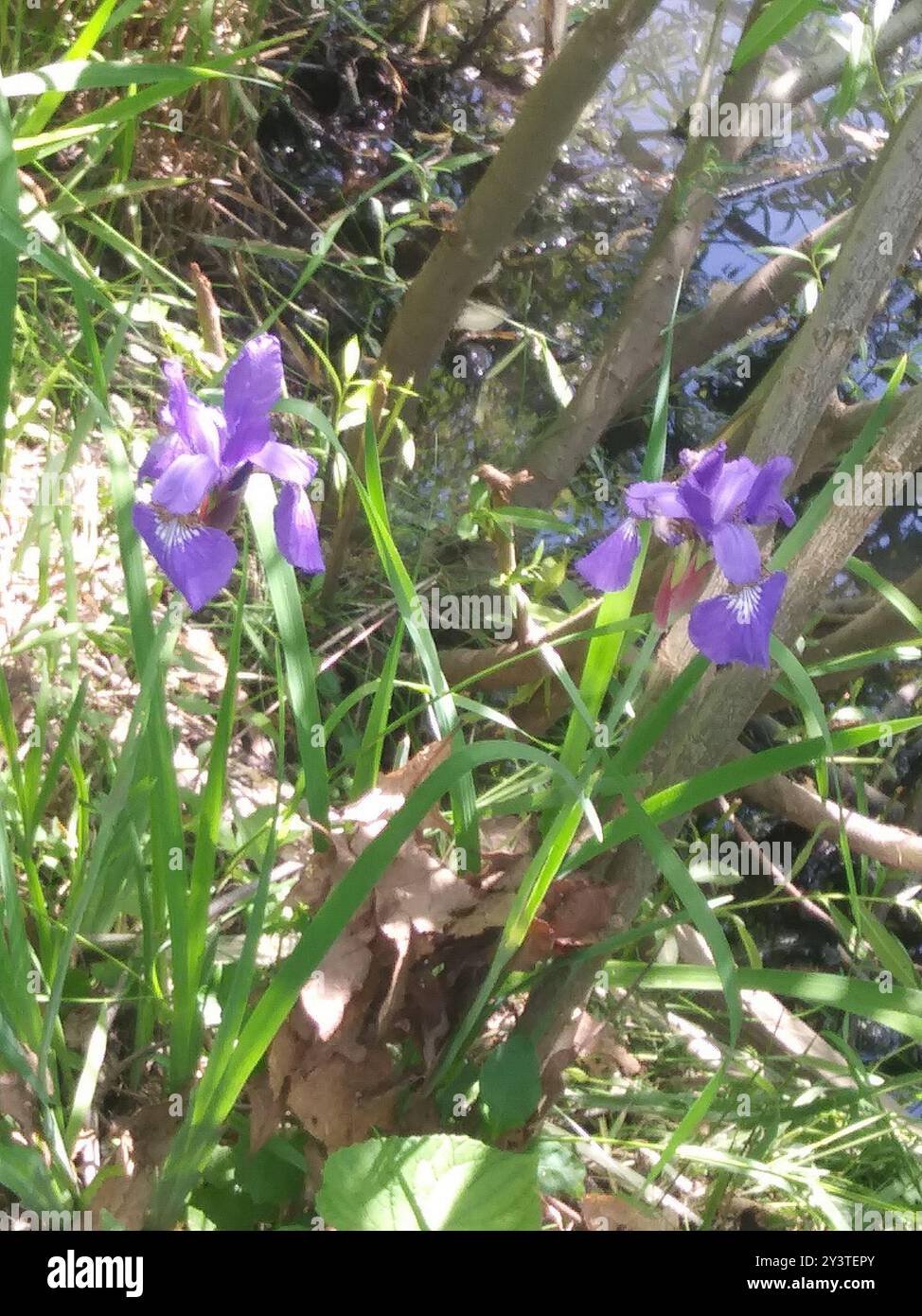southern blue flag (Iris virginica) Plantae Stock Photo - Alamy