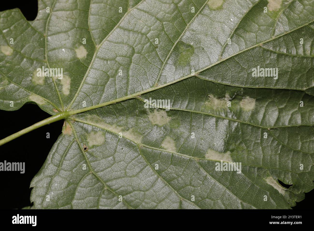 Lime Felt Gall Mite (Eriophyes leiosoma) Arachnida Stock Photo - Alamy