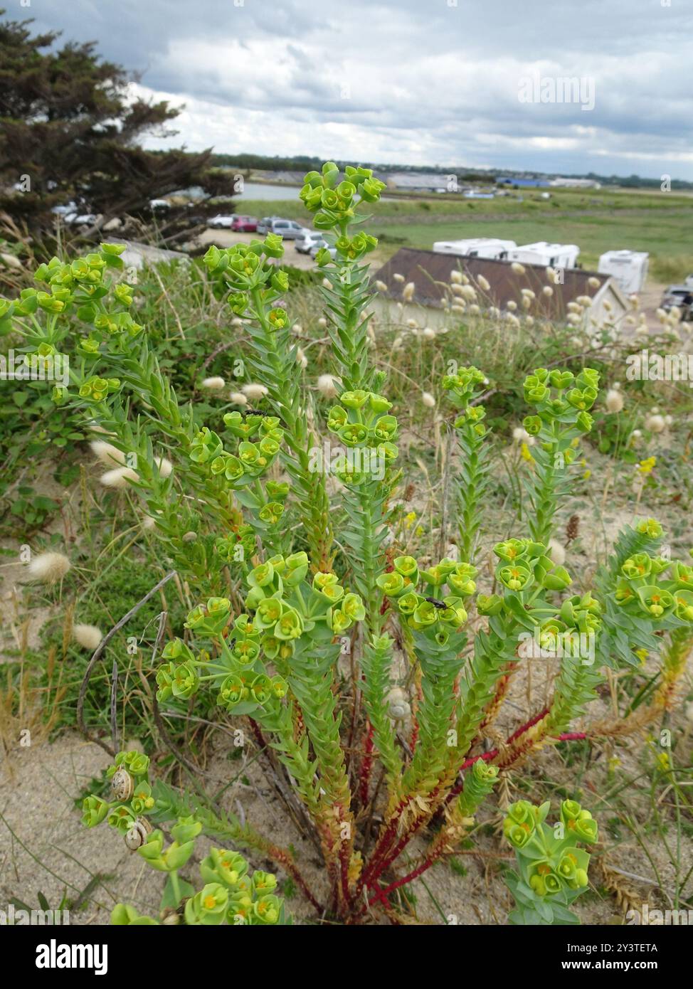 Sea Spurge (Euphorbia paralias) Plantae Stock Photo - Alamy