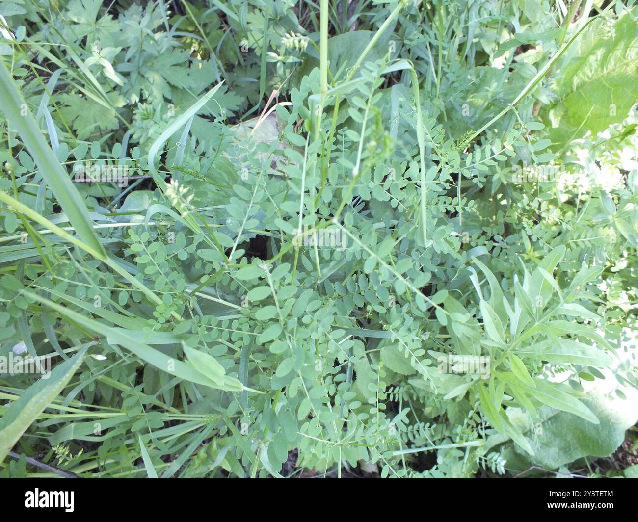 Wood Vetch (Vicia sylvatica) Plantae Stock Photo - Alamy