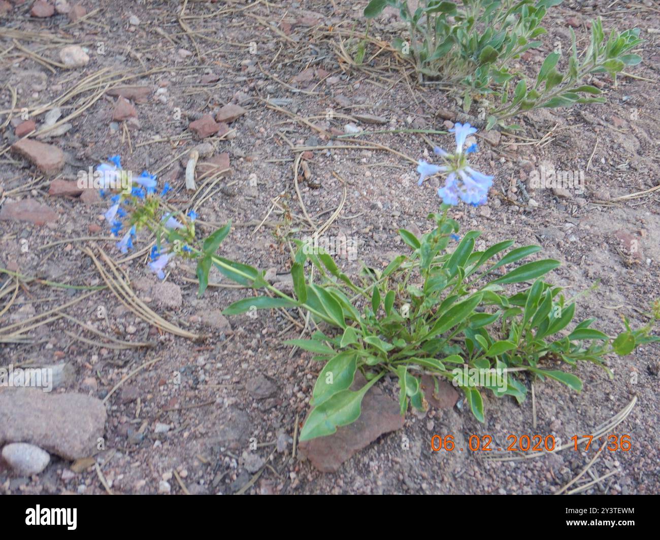 Front Range Beardtongue (Penstemon virens) Plantae Stock Photo - Alamy