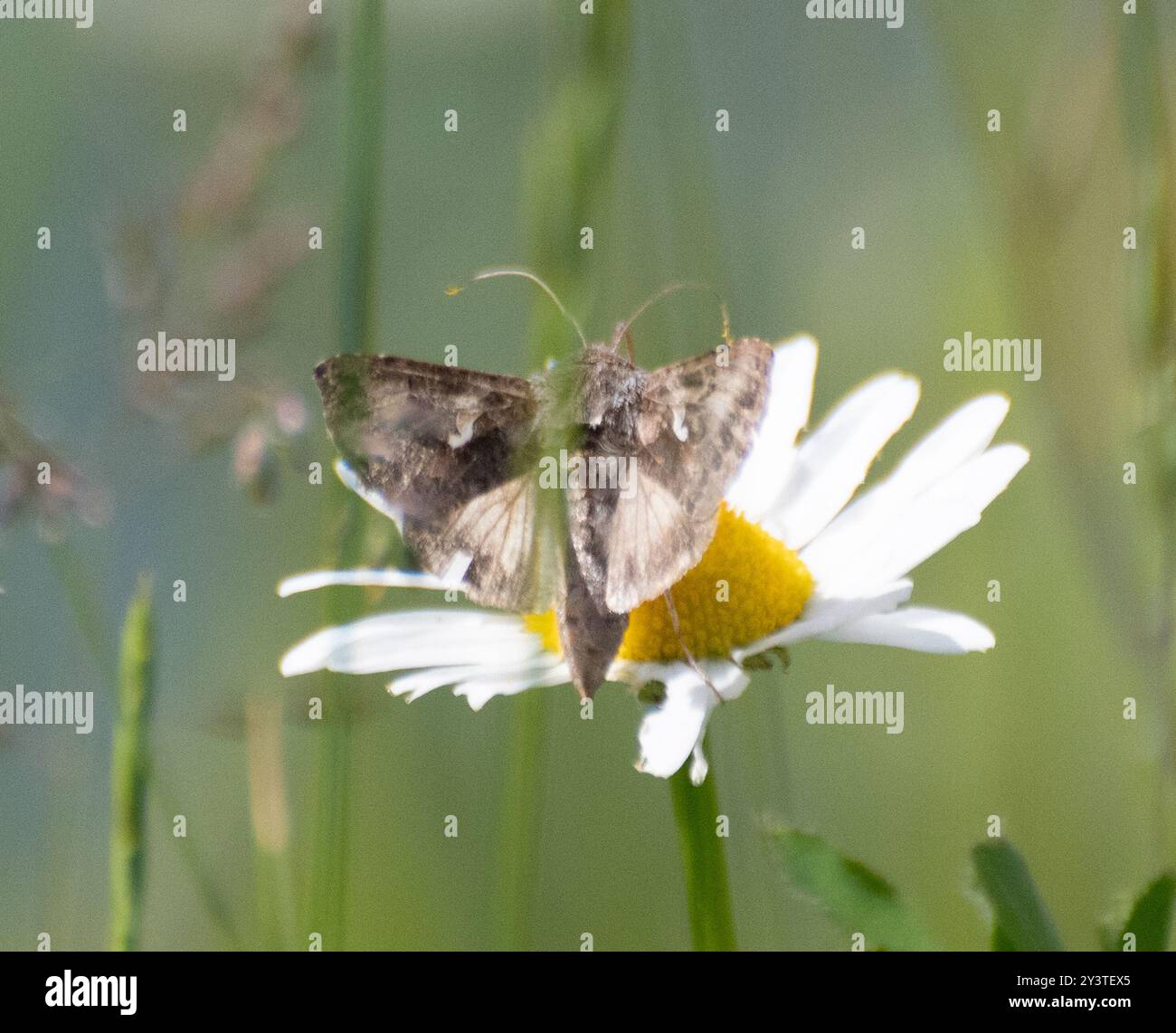 Plusiine Looper Moths (Plusiinae) Insecta Stock Photo - Alamy