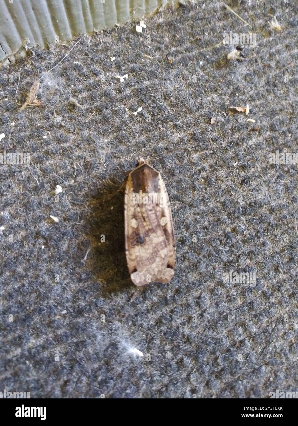 Yellow Underwings (Noctua) Insecta Stock Photo - Alamy