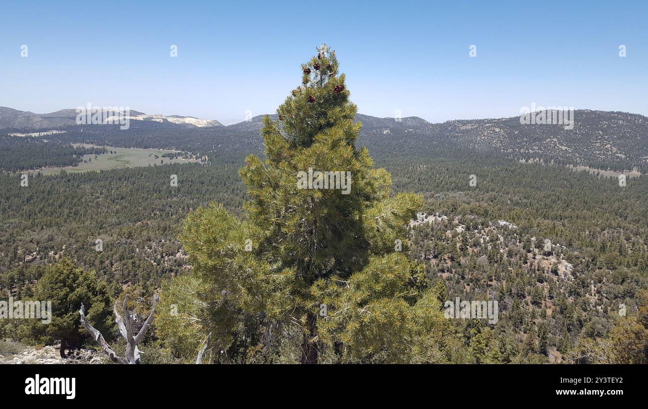 singleleaf pinyon (Pinus monophylla) Plantae Stock Photo - Alamy